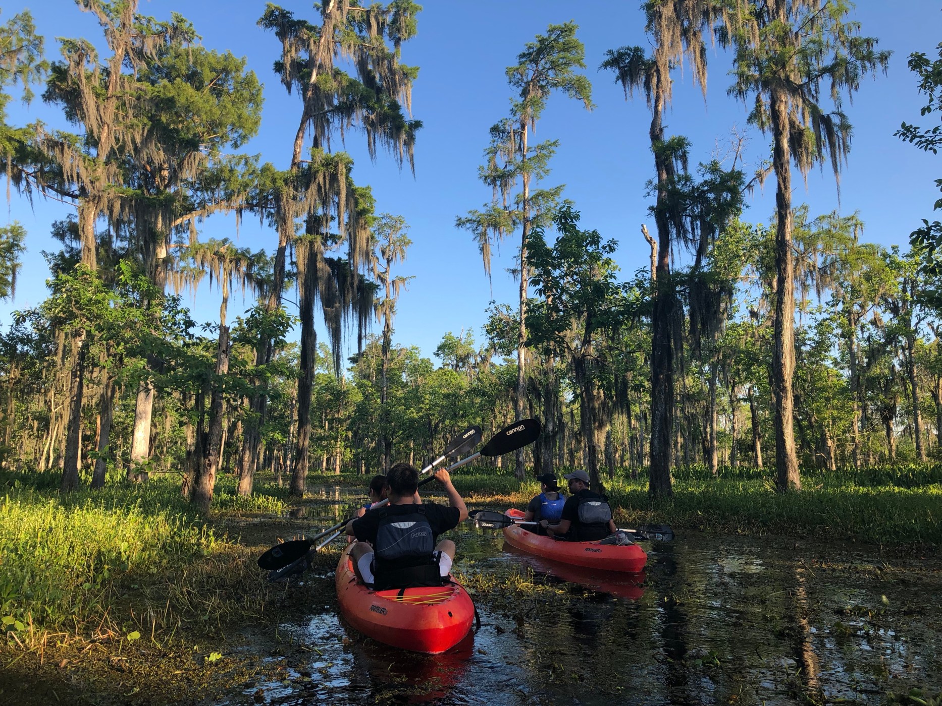 Manchac Swamp Tour | Crescent City Kayak